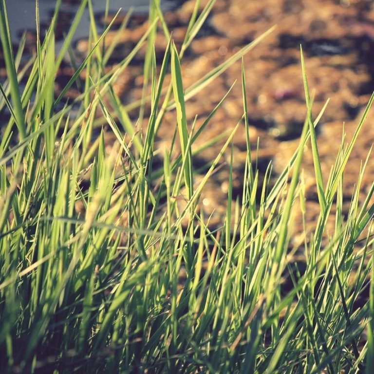 A Fragrance Blog by Rei Nguyen – I dream in smell